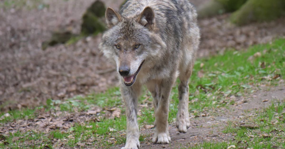 Wolf op Utrechtse Heuvelrug? 'Het is te laat, ik heb begin april al aan ...