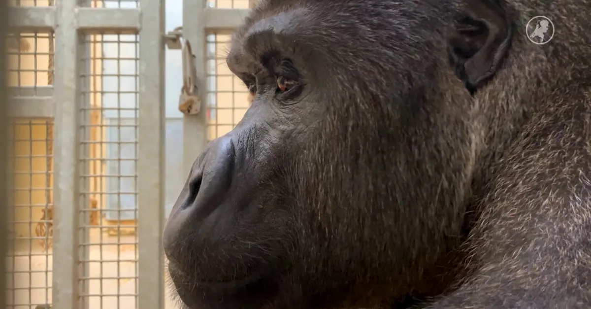 Nieuw gorillamannetje moet voor jonkies gaan zorgen