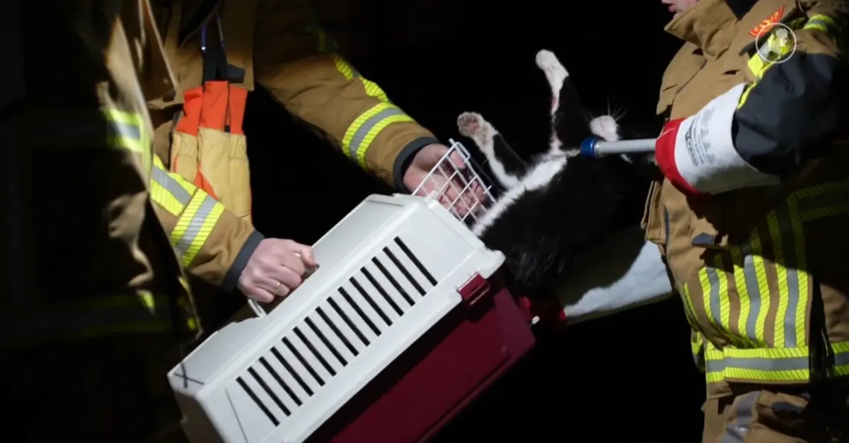 Ongelofelijke reis: kat 70 km vast onder motorkap | Hart van Nederland