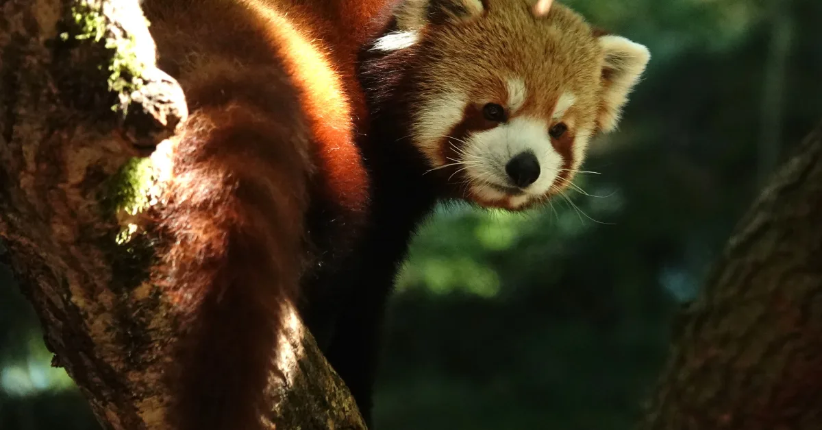 DierenPark Amersfoort verwelkomt nieuwe rode panda | Hart van Nederland