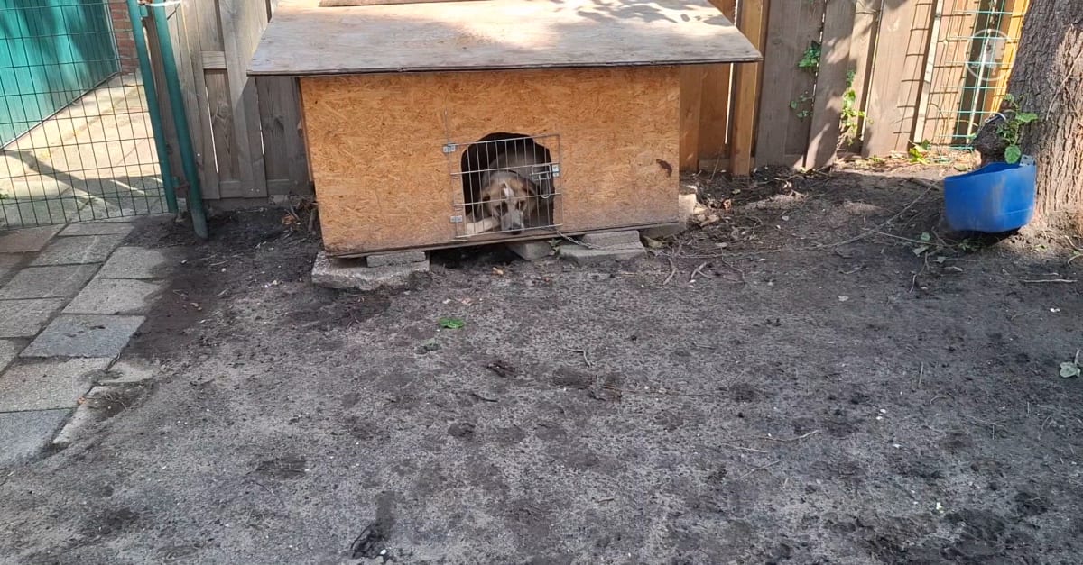 Hond in Zaandam ernstig verwaarloosd