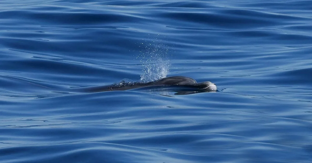 Dode walvis op Zeeuws strand blijkt zeldzame dolfijn | Hart van Nederland