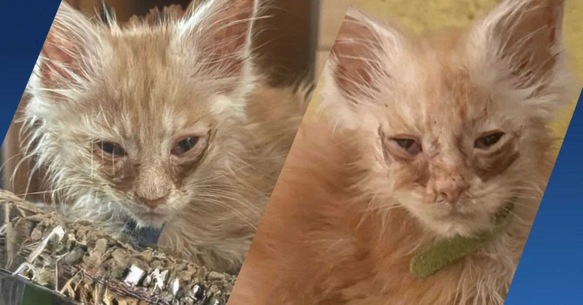 Tientallen verwaarloosde, zieke katten in beslag genomen in Rotterdam ...