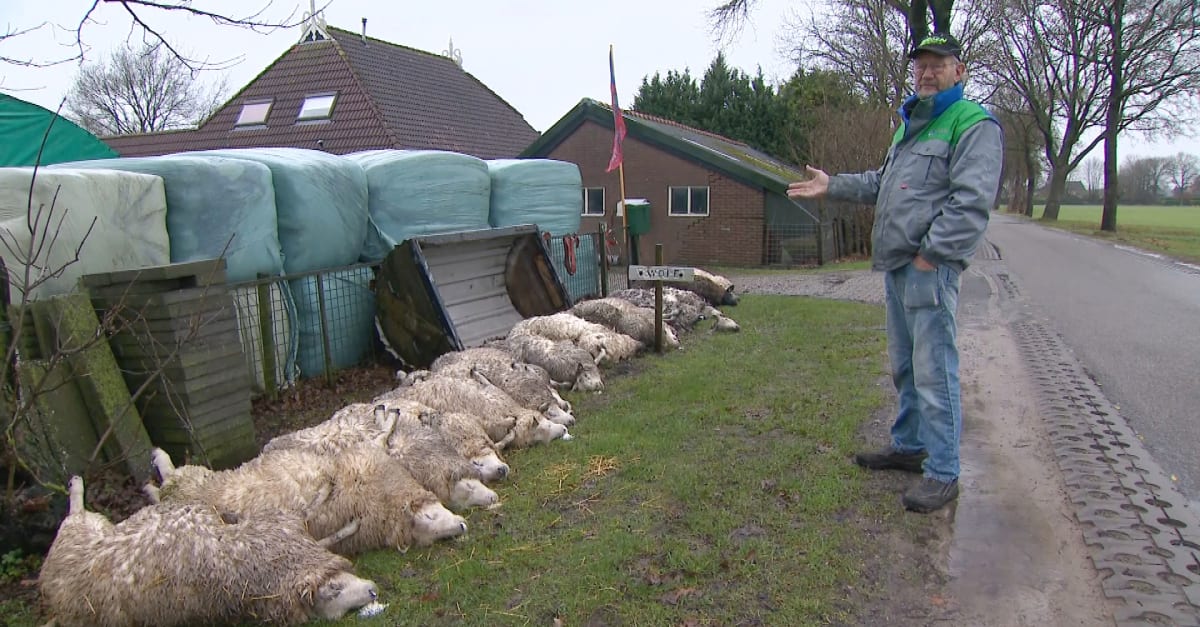 Roelof legt zijn zestien dode schapen aan de weg: 'Mensen moeten zien ...