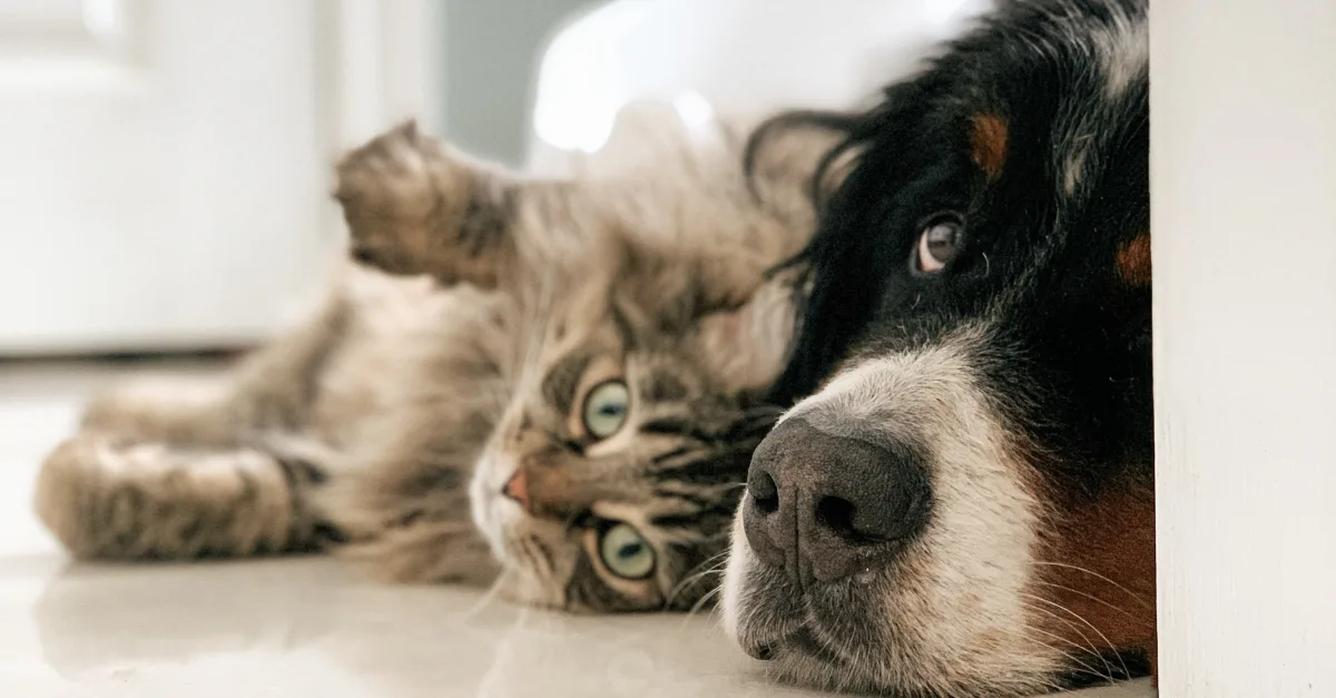 Plastic gevonden in honden- en kattenvoer bij meerdere supermarktketens ...