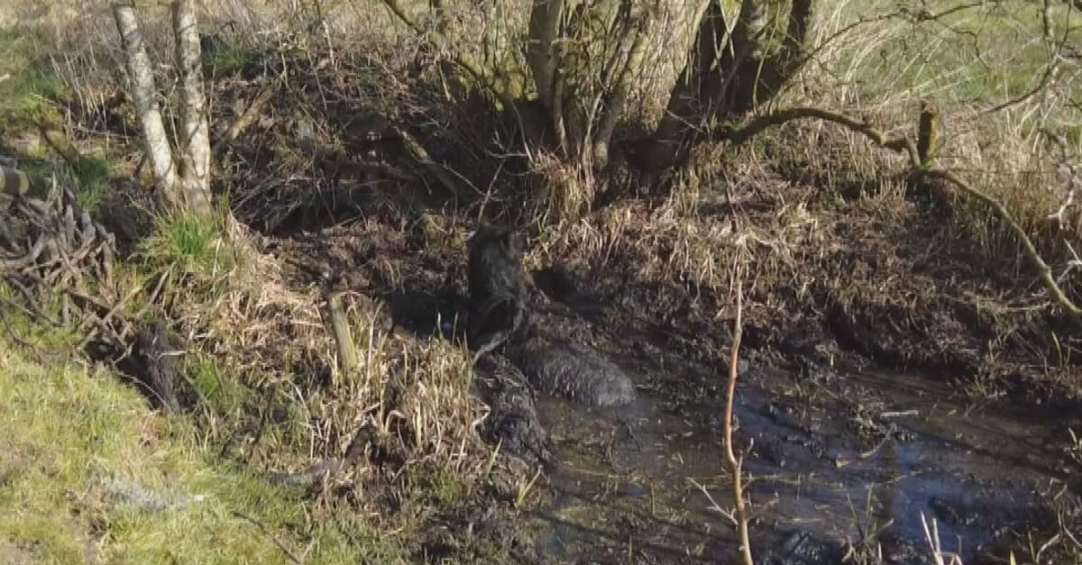Spelende kinderen ontdekken pony die volledig in modder vastzit | Hart ...