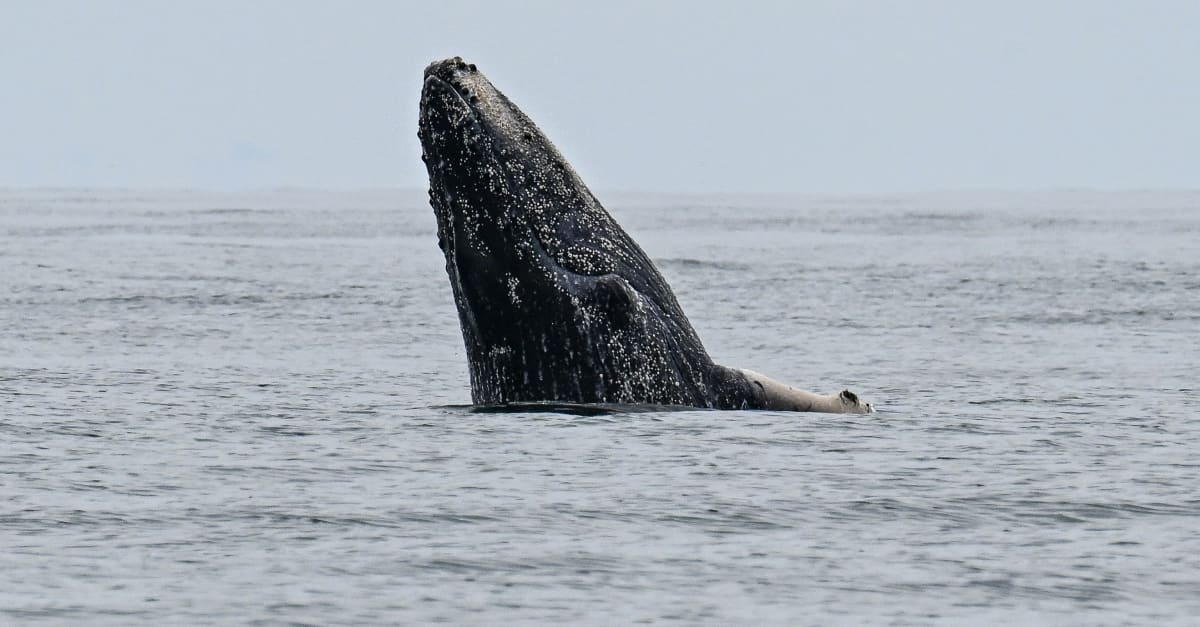 Weer een bijzondere bezoeker: bultrug gespot in Zeeuwse wateren | Hart ...