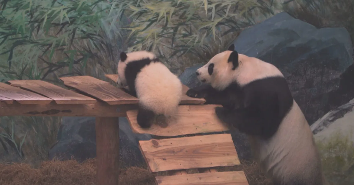 ZIEN: Pandajong Lang Yue laat zich voor het eerst zien in Ouwehands Dierenpark | Hart van Nederland