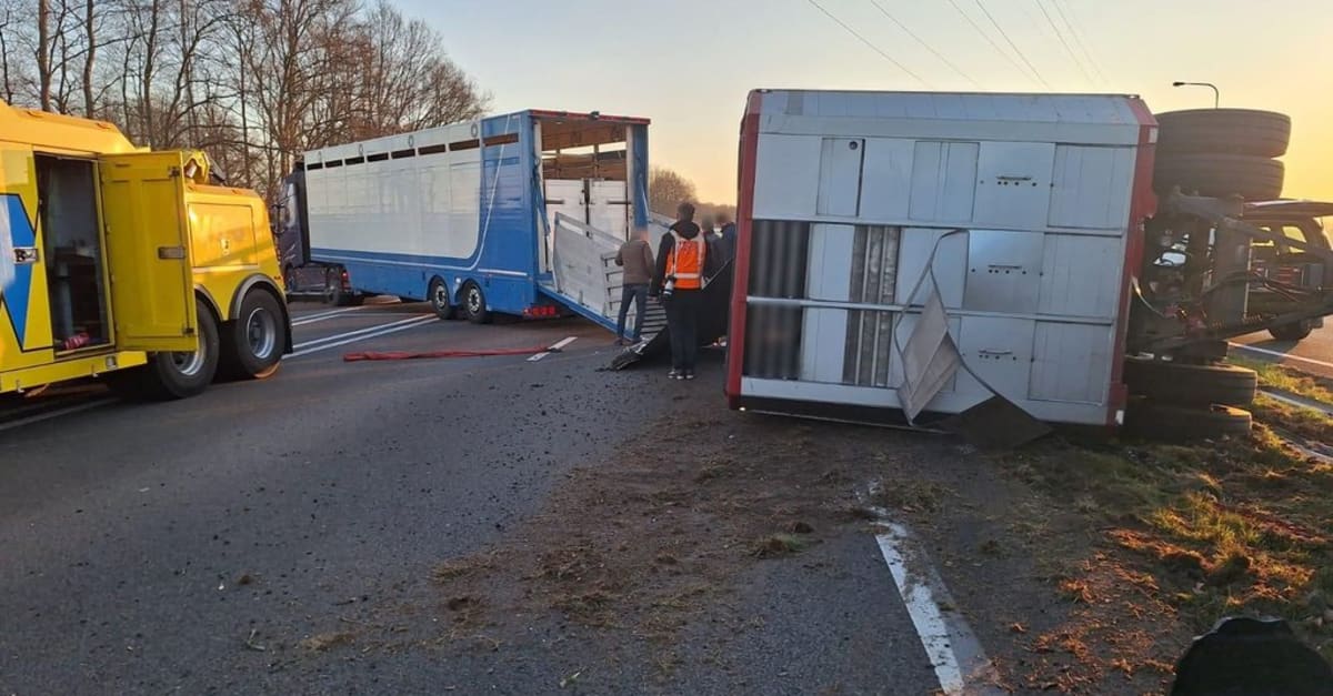 A18 weer open na ongeluk gekantelde vrachtwagen met koeien bij Didam ...