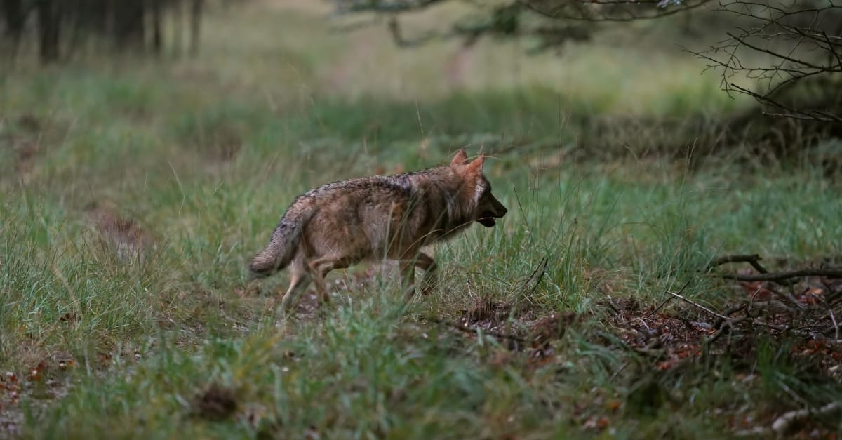Wolf doodgereden op N226 bij Leersum, 'automobilist zag kop op en neer gaan' | Hart van Nederland