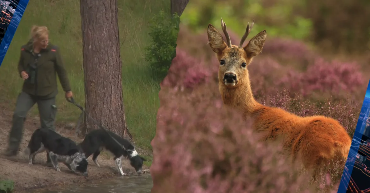 Drachtige ree doodgebeten door hond: 'Ingewanden hingen eruit' | Hart ...