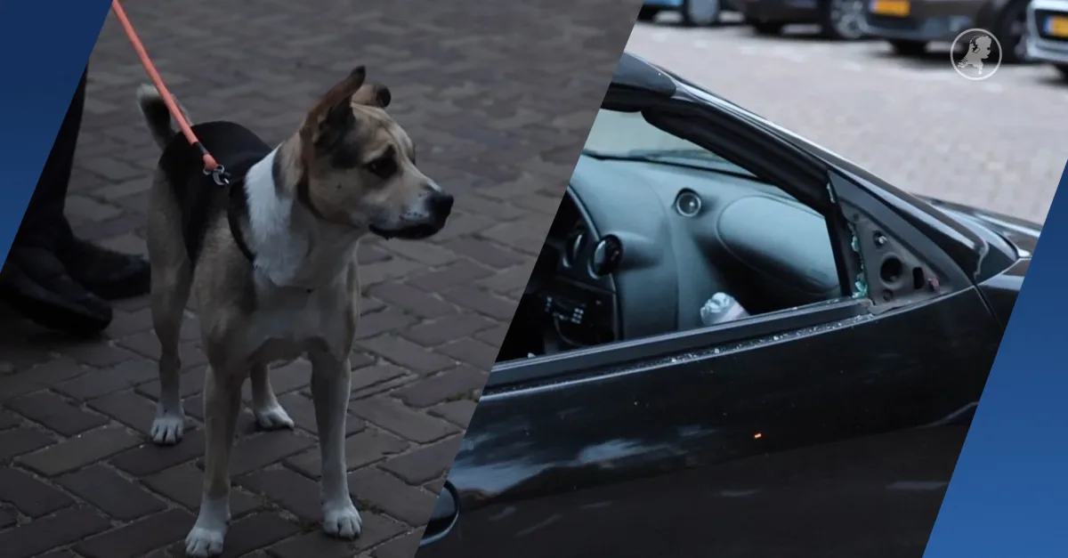 Blaffende hond opgesloten in auto houdt Hagenezen uit slaap: politie ...