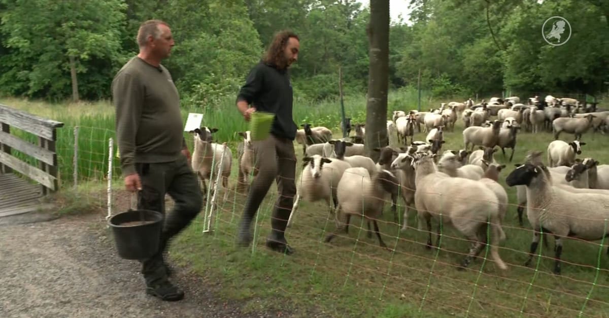 Herders maken zich zorgen om nieuwe Snapchat hype: schapen opjagen