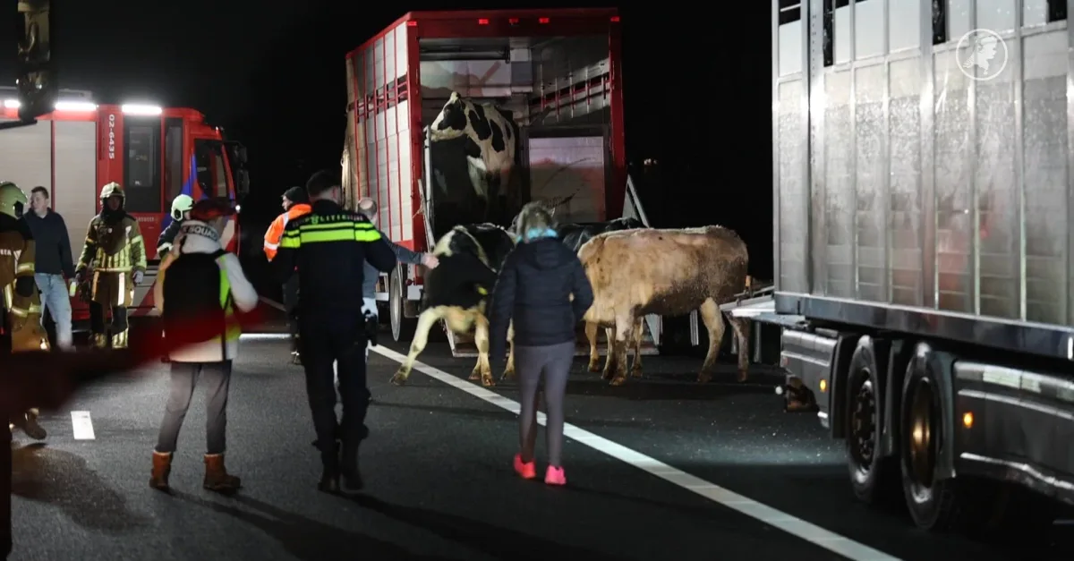 A7 afgesloten bij Oudehaske: vrachtwagen met koeien in brand | Hart van ...