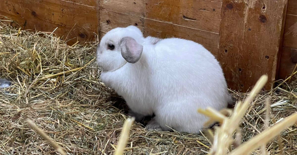 Konijn Snowy terug bij kinderboerderij: 'Nooit durven hopen' | Hart van ...