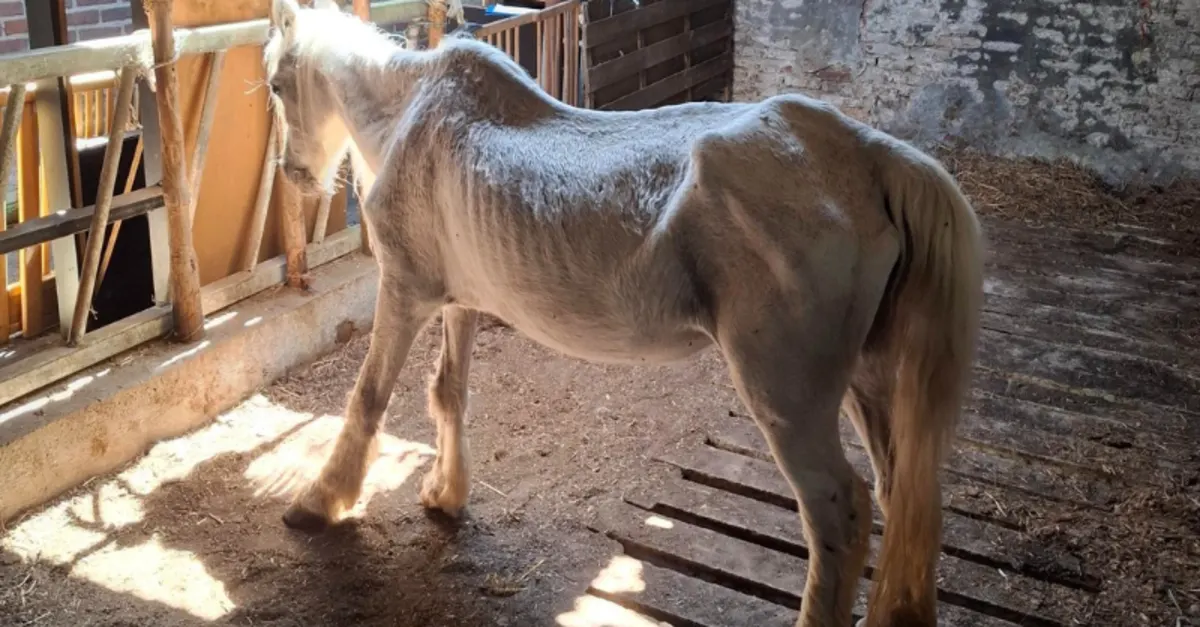 Graatmager paard en pony’s weggehaald: 'Eigenaar weigert zorg' | Hart ...