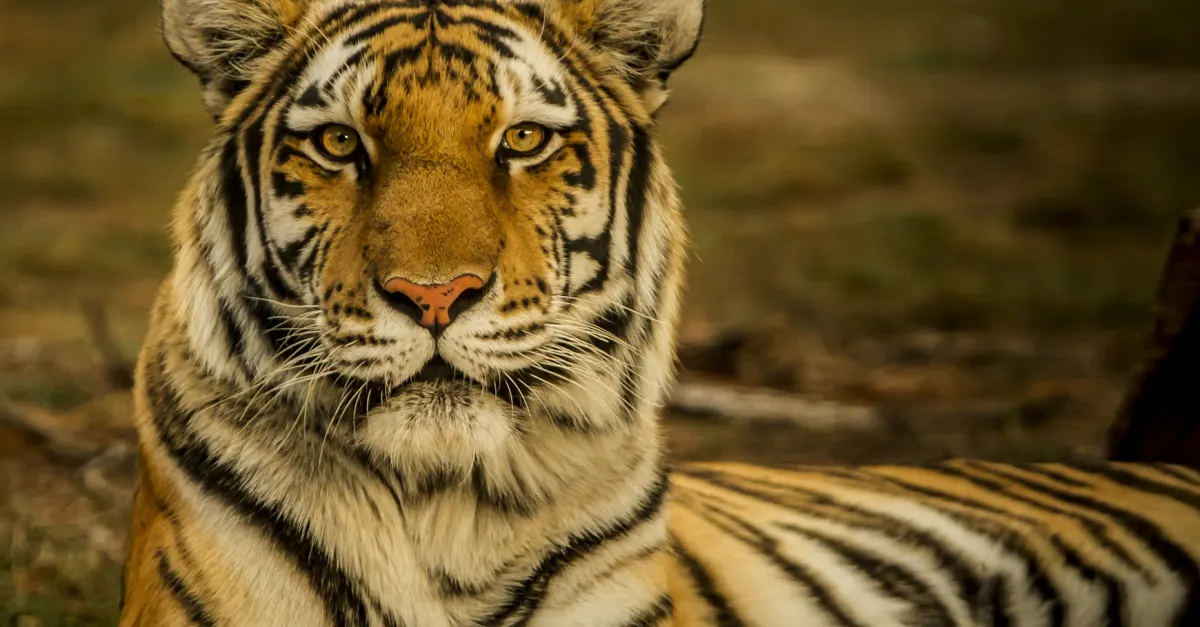 Siberische tijger overleden in AquaZoo in Leeuwarden | Hart van Nederland