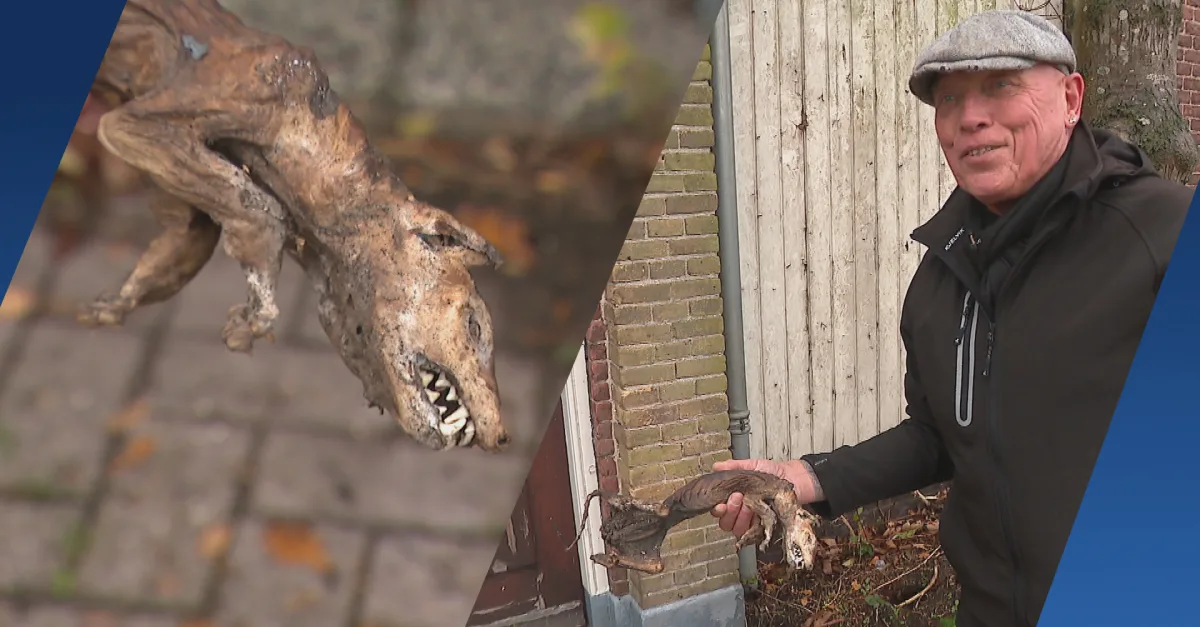 Hans doet bizarre ontdekking tijdens harken: 'Ineens zag ik die tandjes ...