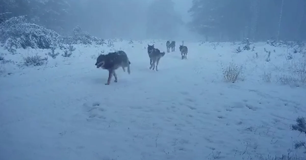 Uniek: wolvenroedel in sneeuw vastgelegd op wildcamera | Hart van Nederland