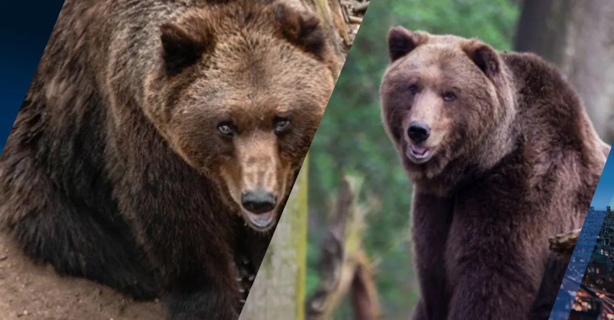 Ex-circusbeer Dadon overleden in Ouwehands Dierenpark | Hart van Nederland