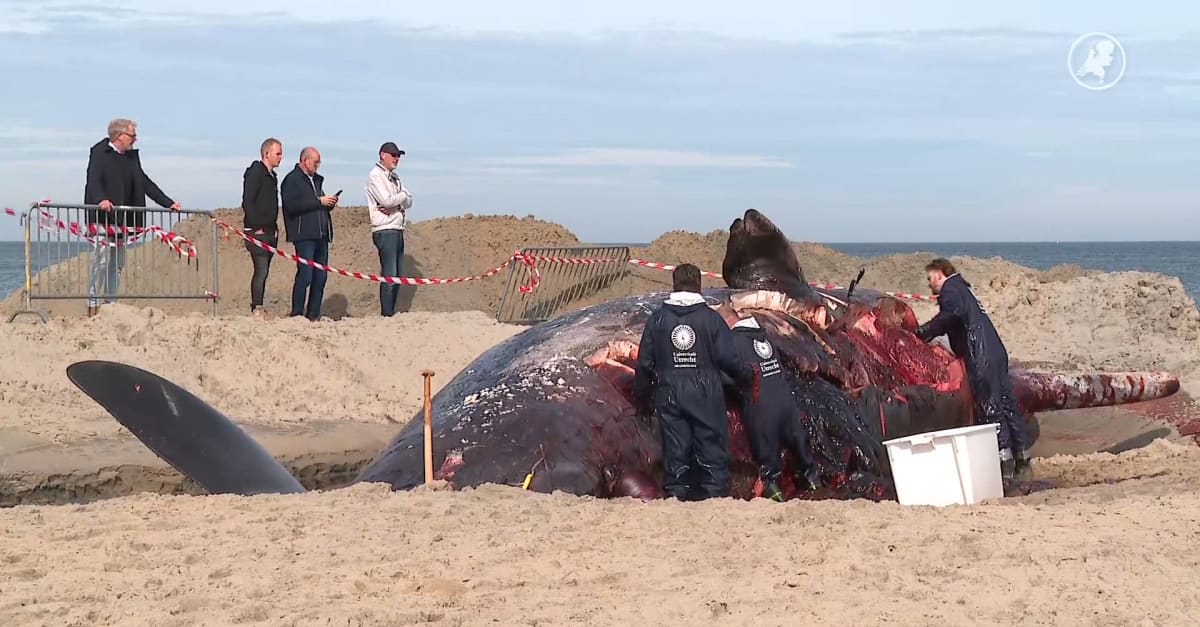 ZIEN: kadaver van dode aangespoelde potvis op strand Renesse | Hart van ...
