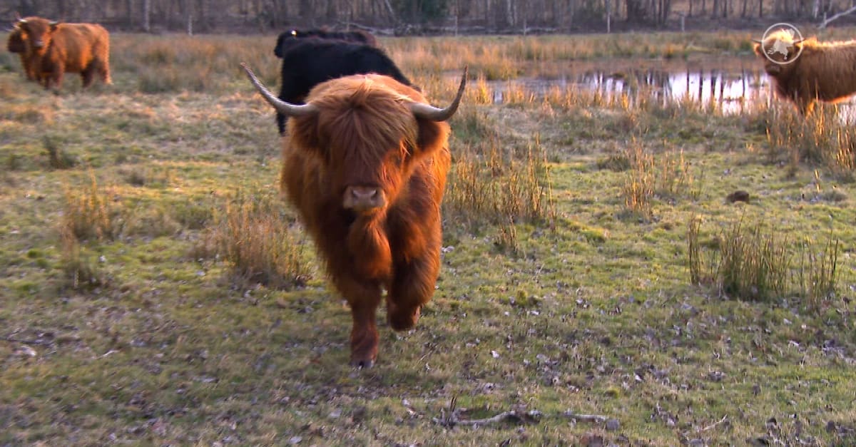 Wandelaars aangevallen door Schotse Hooglanders in Drenthe: ‘Kwijl ...