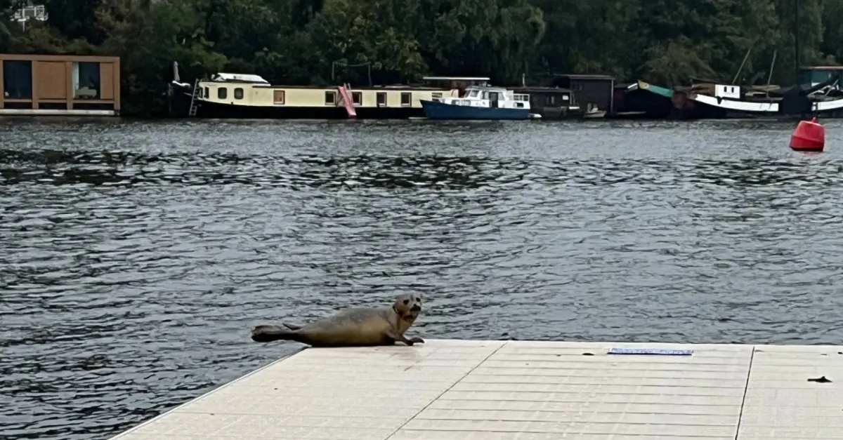 Zeehond gespot in Amsterdams water: 'Zat daar gewoon te chillen' | Hart ...