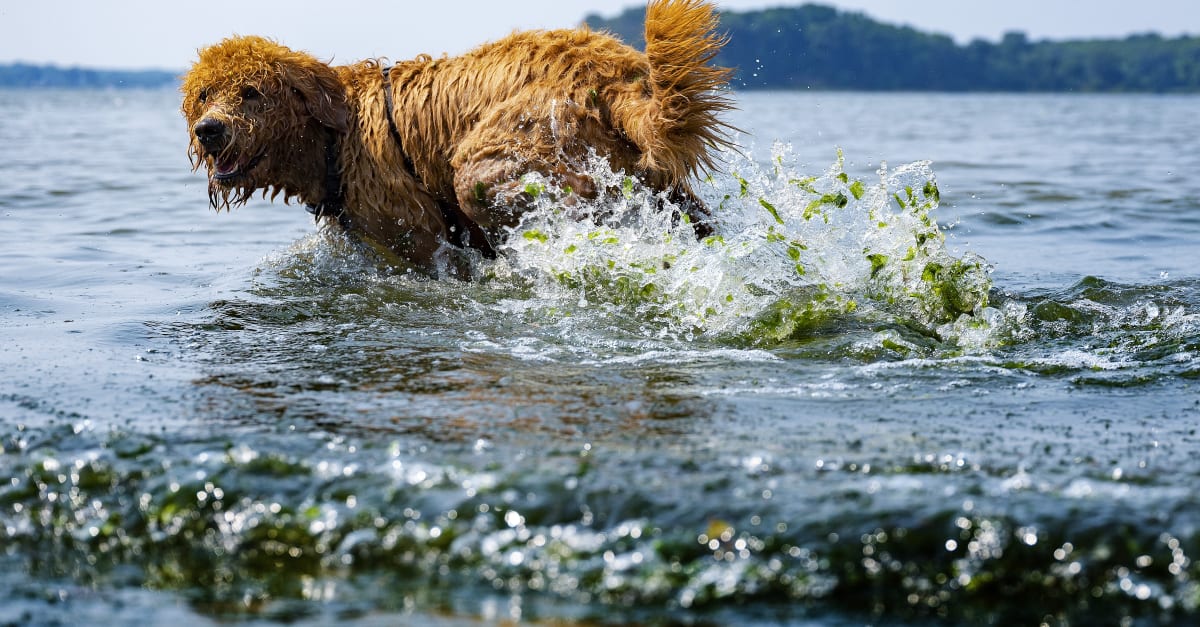 Kindje (2) gewond door hondenbeet van labradoodle in Petten | Hart van ...