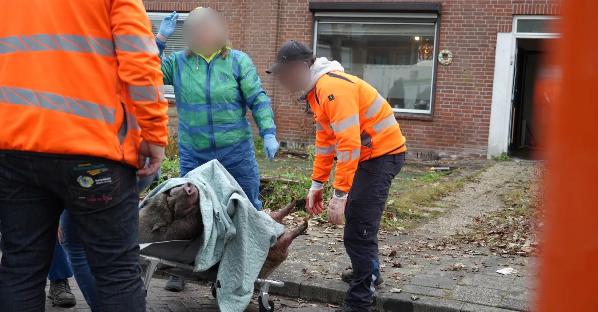 Buurt Rijen had al acht jaar last van vrouw met dik varken in woning ...