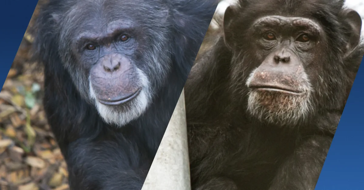 Bijzondere verhuizing voor apen Bongo en Klaus, ze gaan emigreren ...