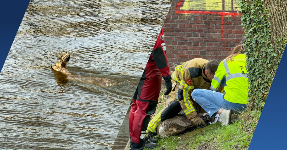 Brandweer redt uitgeputte ree uit water in Leeuwarden | Hart van Nederland