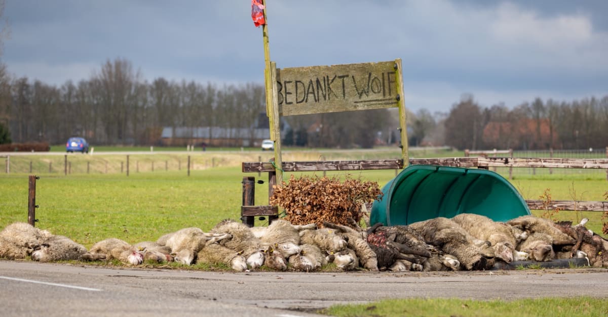Opnieuw slachtpartij in Oosterwolde: wolf doodt 32 schapen | Hart van ...