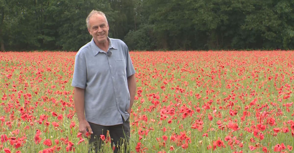 Vergissing met opvallend resultaat: akker van boer Frank verandert in ...
