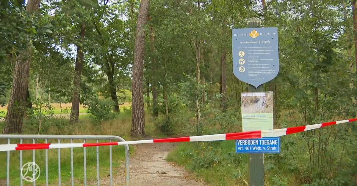 Wolf op Utrechtse Heuvelrug? 'Het is te laat, ik heb begin april al aan ...