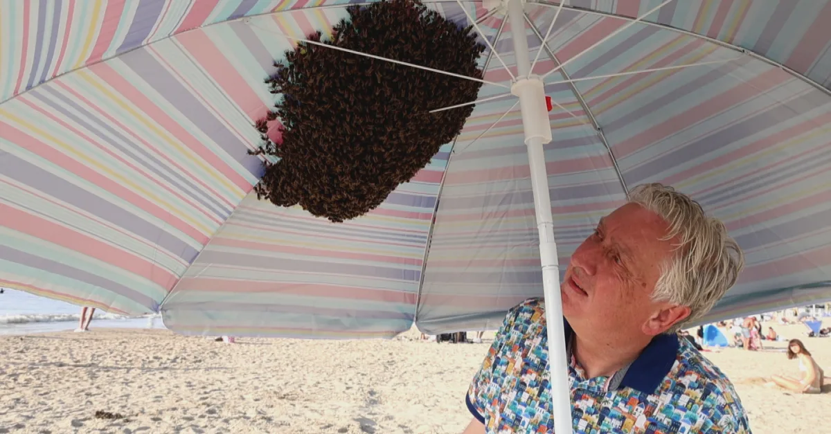 Duizenden bijen onder parasol Zandvoort: dit is waarom ze daar ...