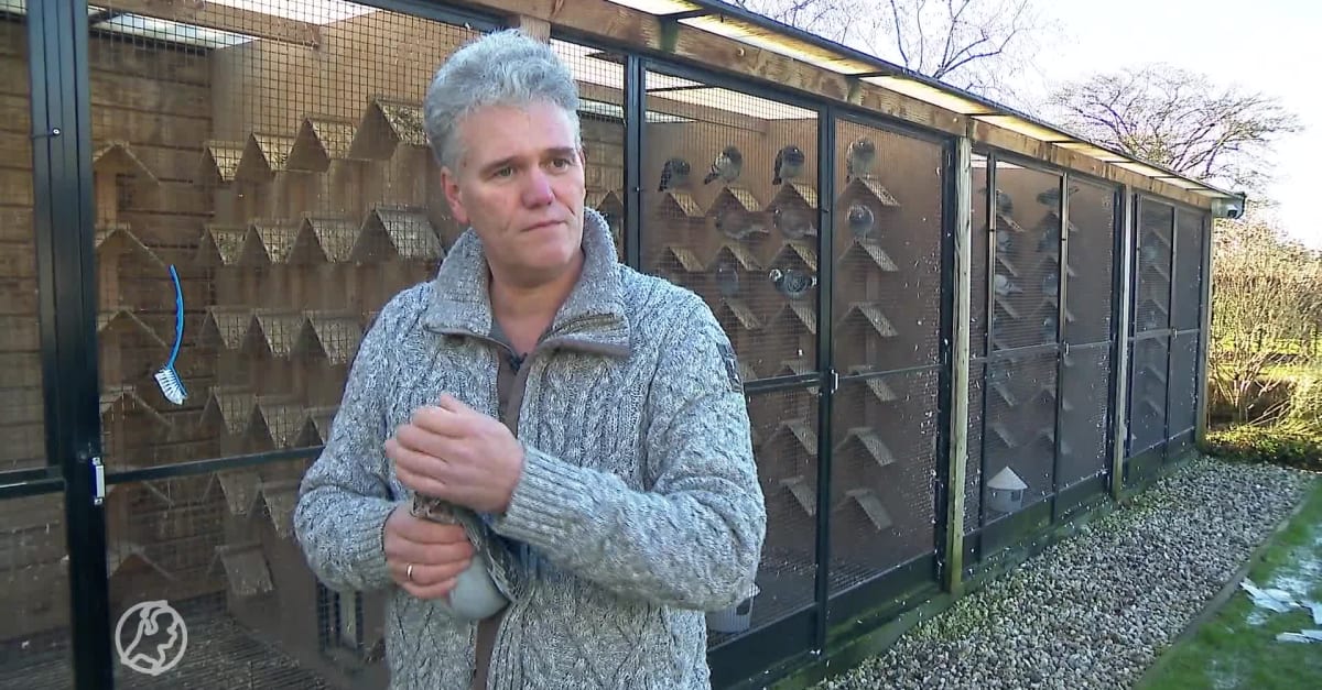 Criminelen stelen bijna alle duiven uit Den Ham: heldhaftige Harold zet ...