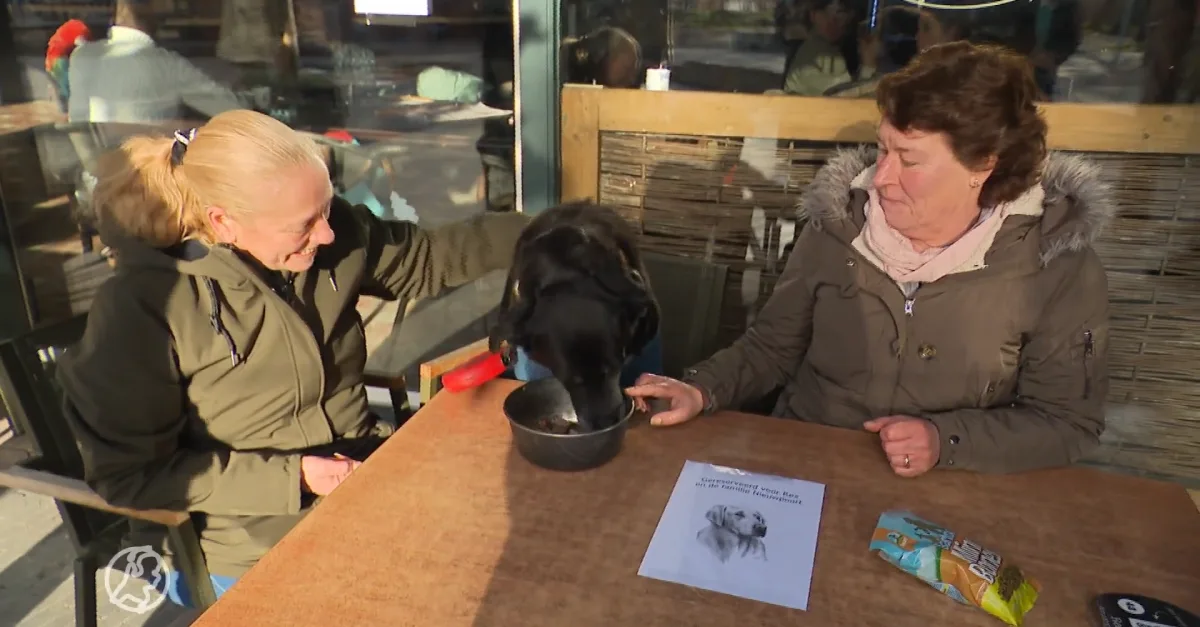Steeds meer over voor huisdier: hondenbaasje organiseert ...