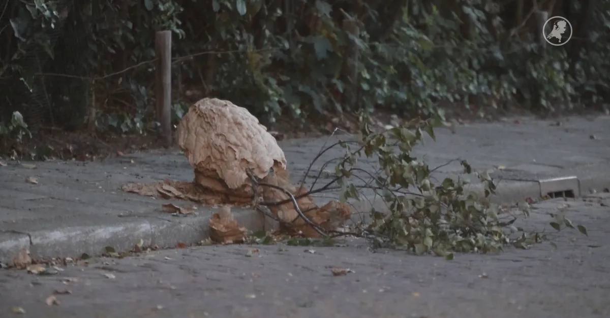 Hart van Nederland - Late Editie: Nest Aziatische hoornaars valt op ...