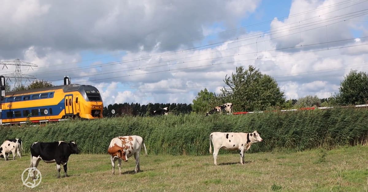 Hart van Nederland - Late Editie: Koeien klimmen op spoor en zetten ...