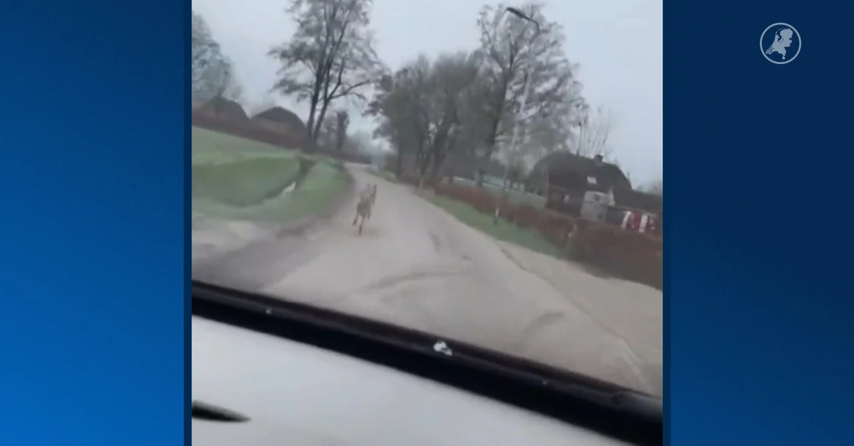 Hart van Nederland - Late Editie: Faunabescherming deelt beelden van ...